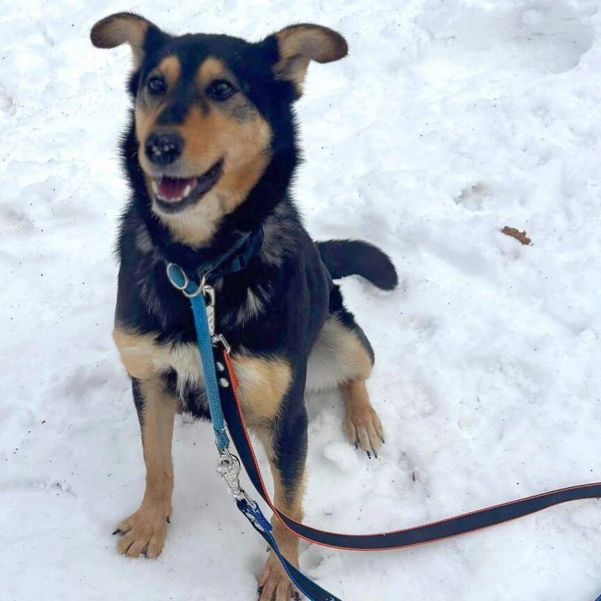 Взрослая собака в добрые руки