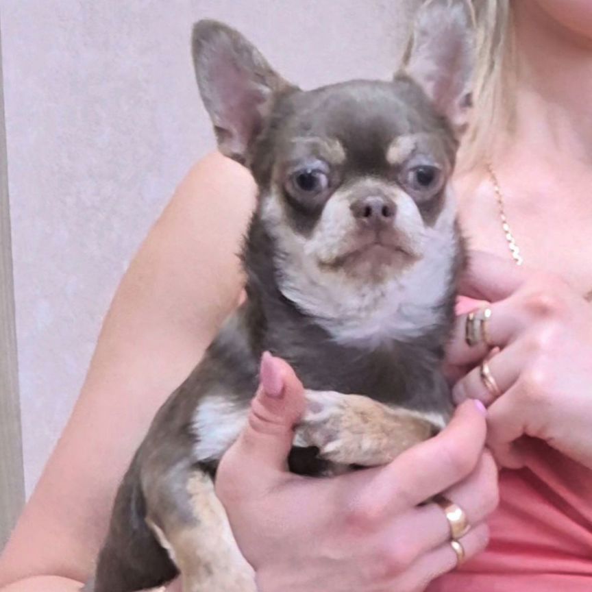 Чихуахуа, щенок