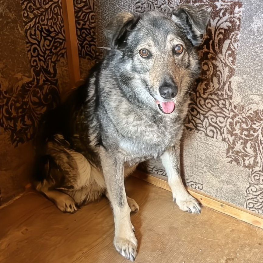 Взрослый пёс в добрые руки