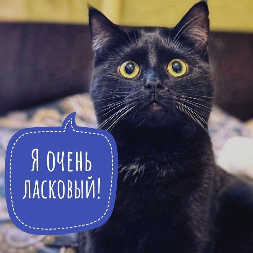 Отдаем замечательного кота