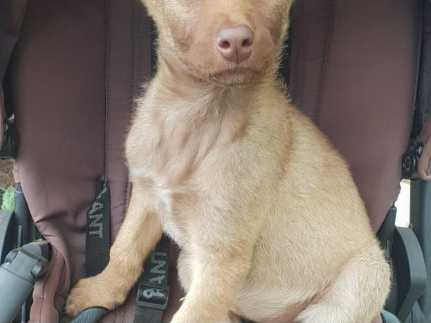 Собака. Мэгги. Кмв. Ищем добрые ручки