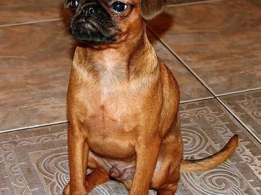 Пти брабансон