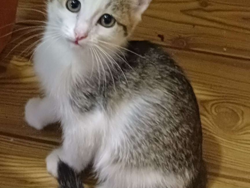 Кошки