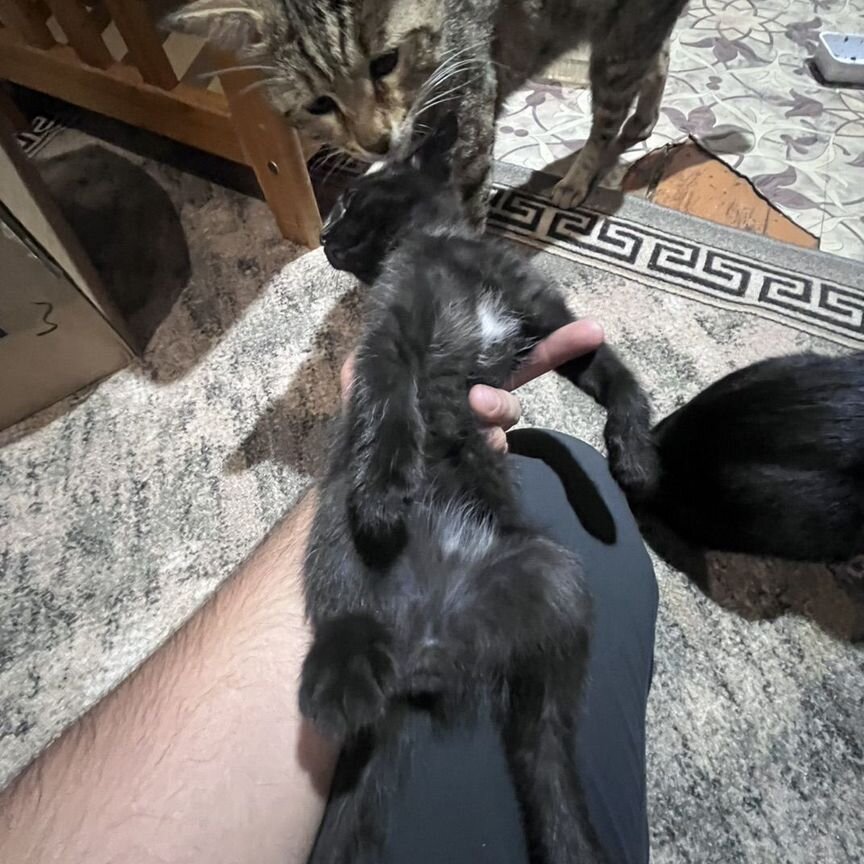 Котёнок в добрые руки