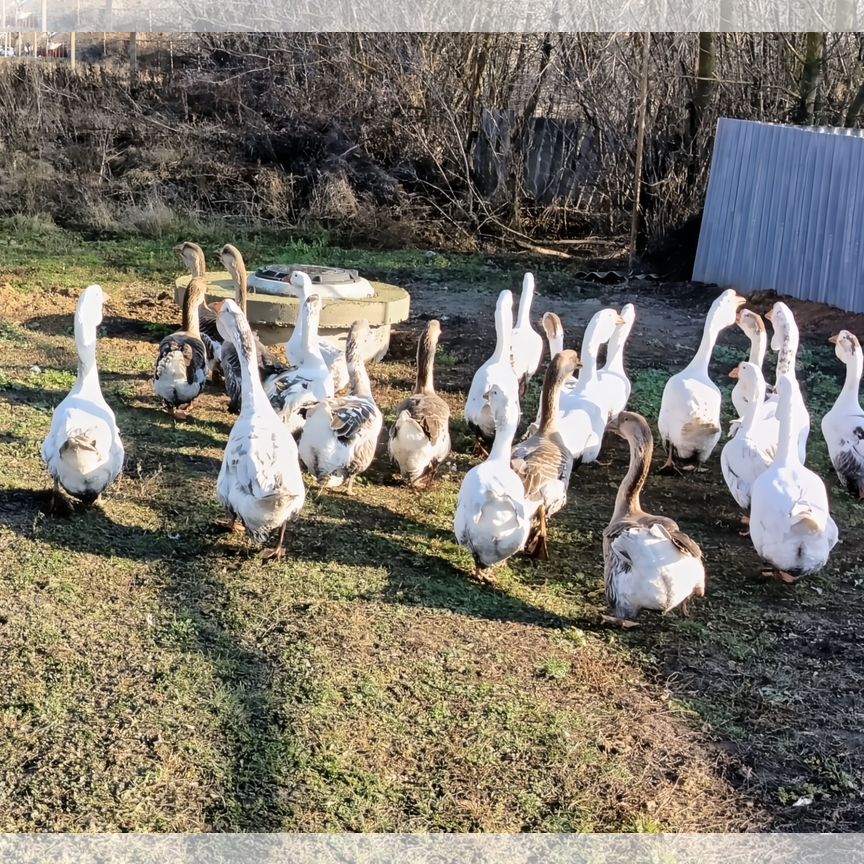 Холмогорские гуси