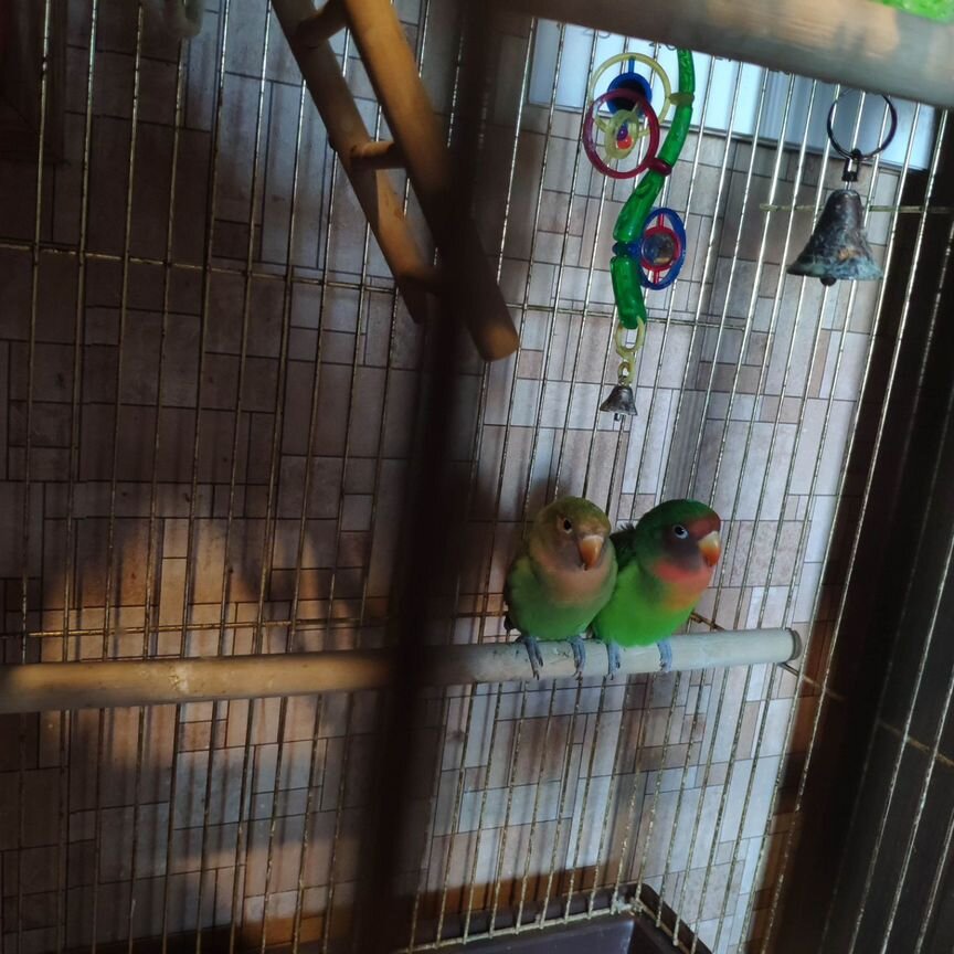 Попугай неразлучники с клеткой