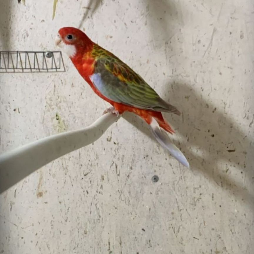 Попугай розелла