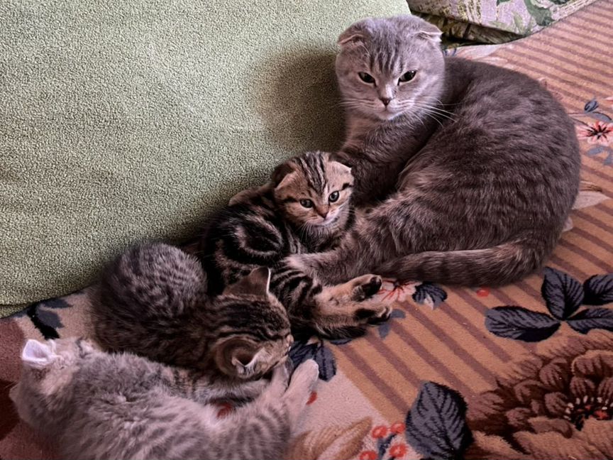Шодландские котята