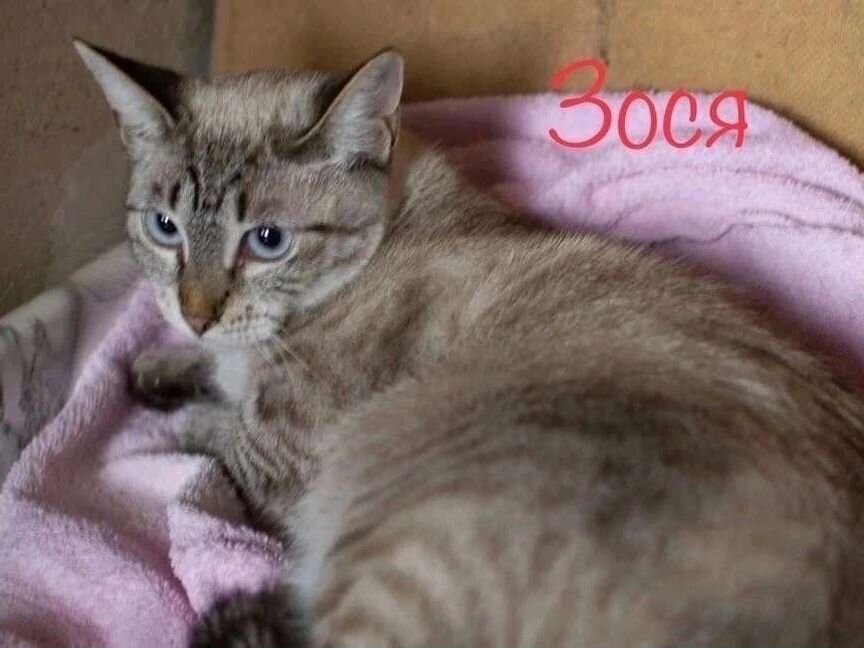 Кошка