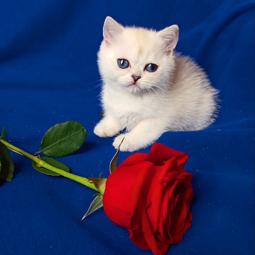 Шотландский котёнок синеглазый