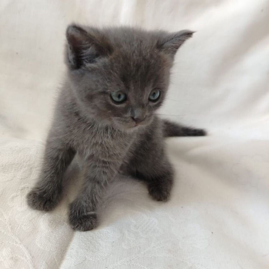 Котята в добрые руки бесплатно)