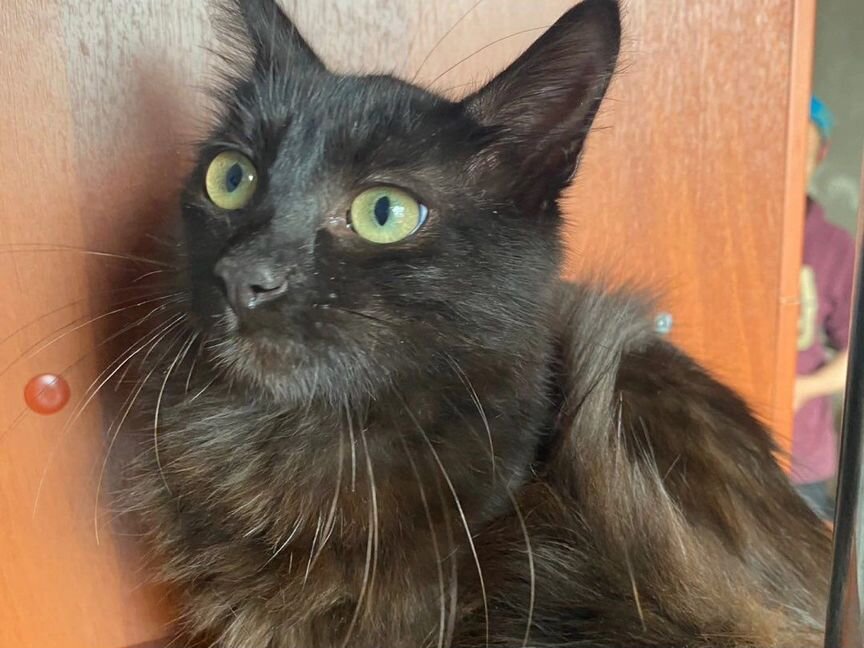 Котенок в добрые руки
