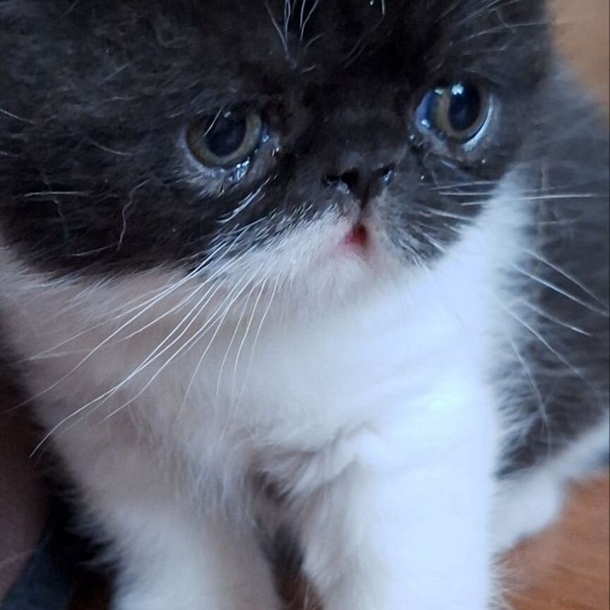 Котенок экзот