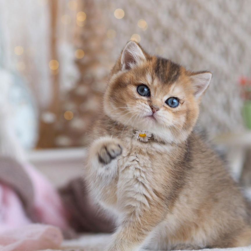 Британские котята золотая шиншилла
