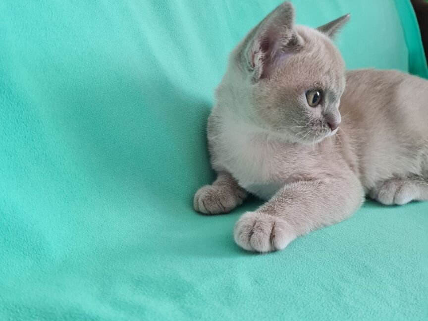 Бурманские котята