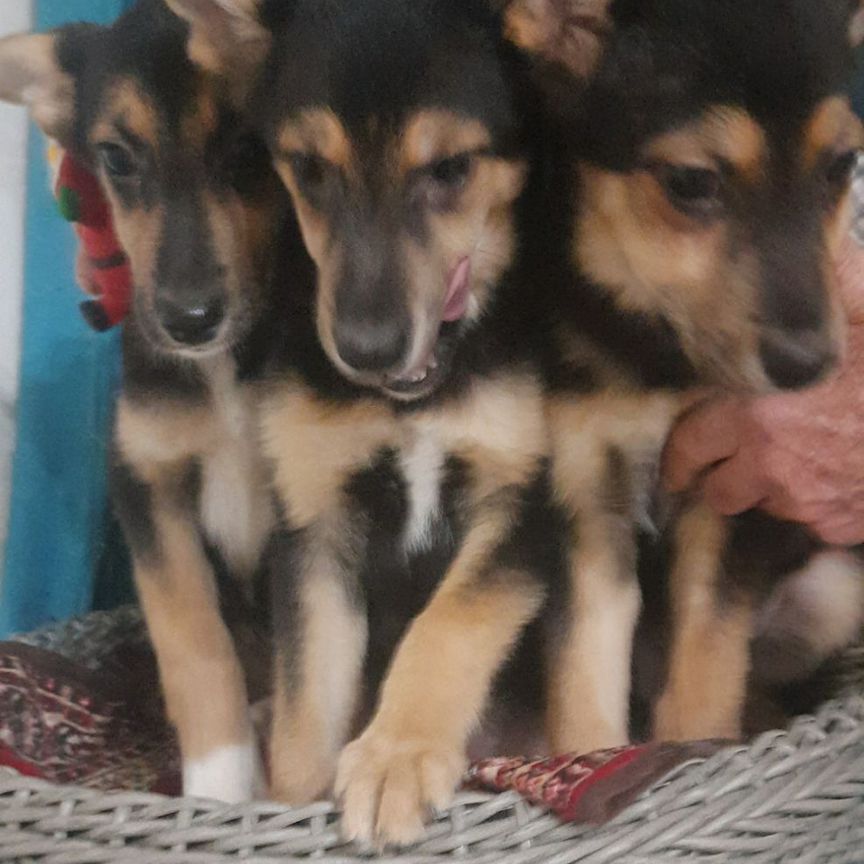 Забавные девчушки