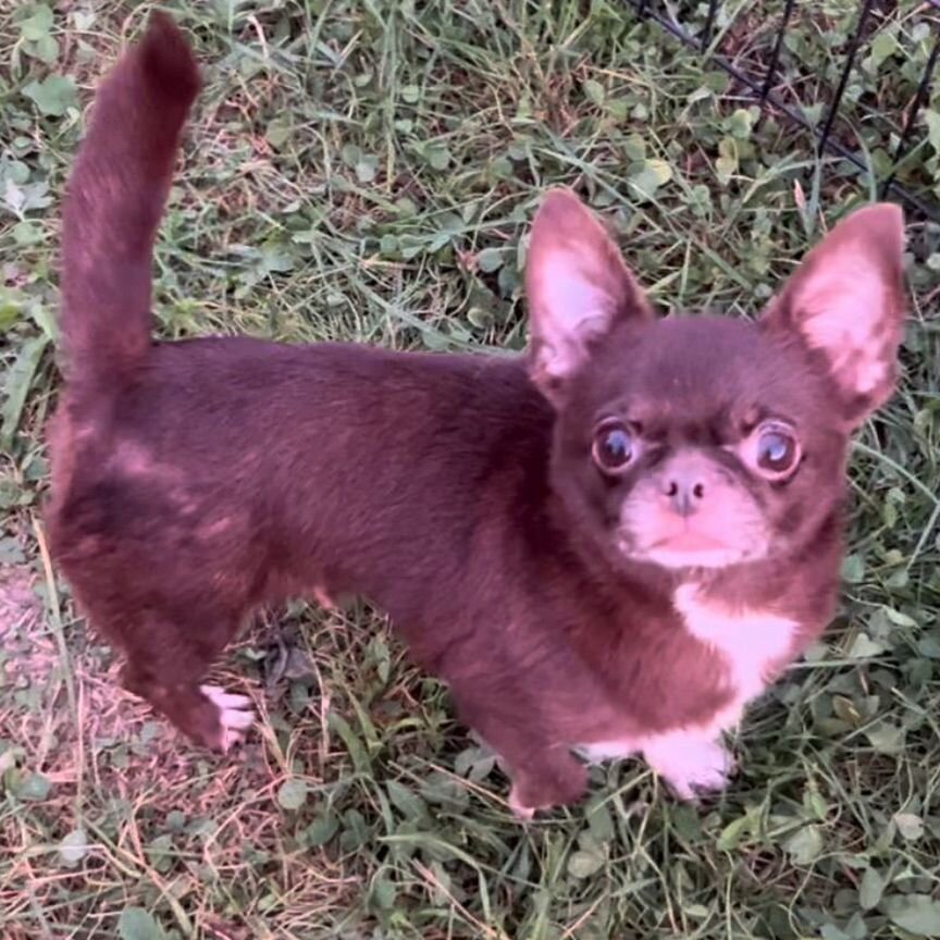 Чихуахуа гш взрослая девочка