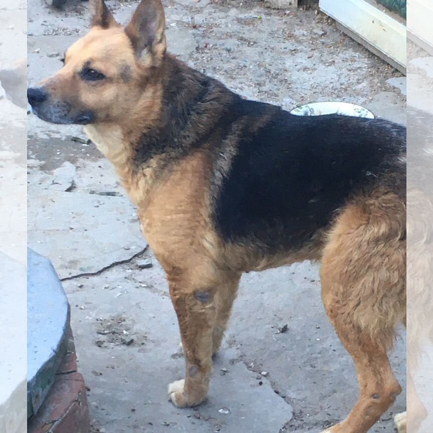 Собака в частный дом