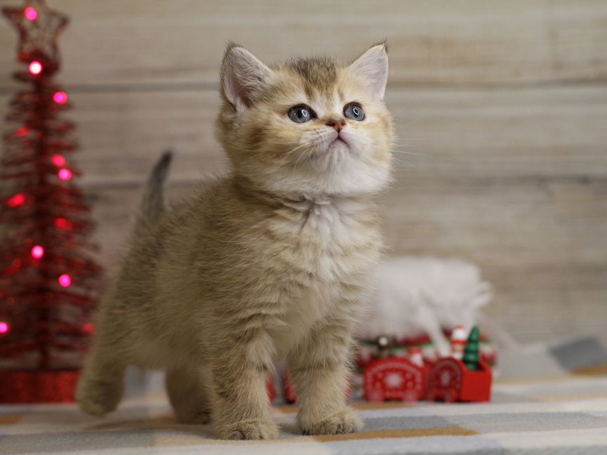 Шикарные котята, золотая шиншилла