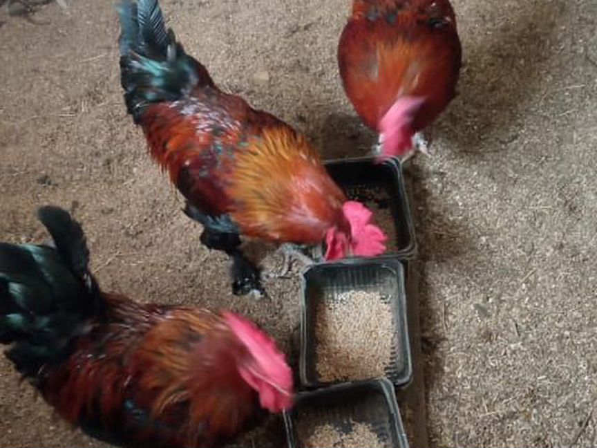 Петух Маран