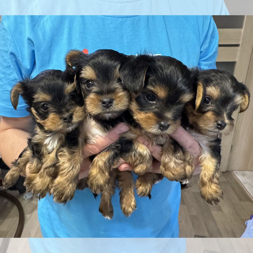 Йоркширский терьер, щенок