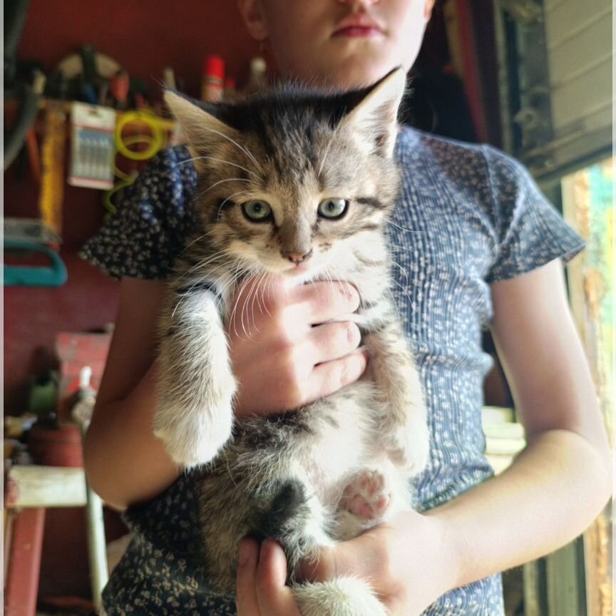 Котёнок в добрые руки