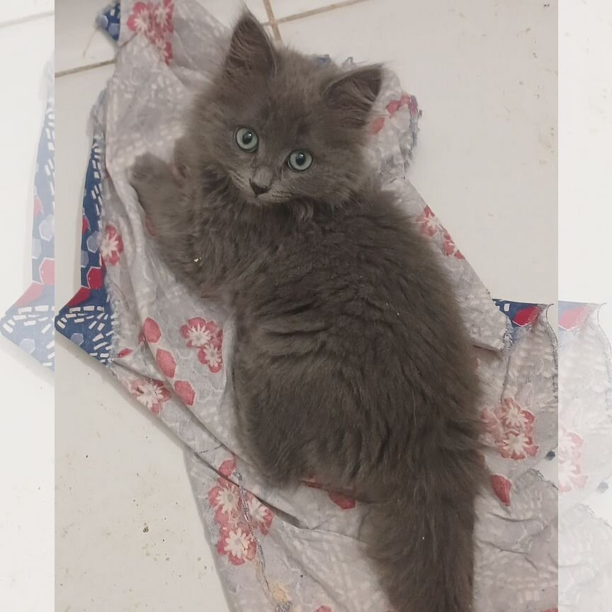 Британский длинношёрстный котёнок