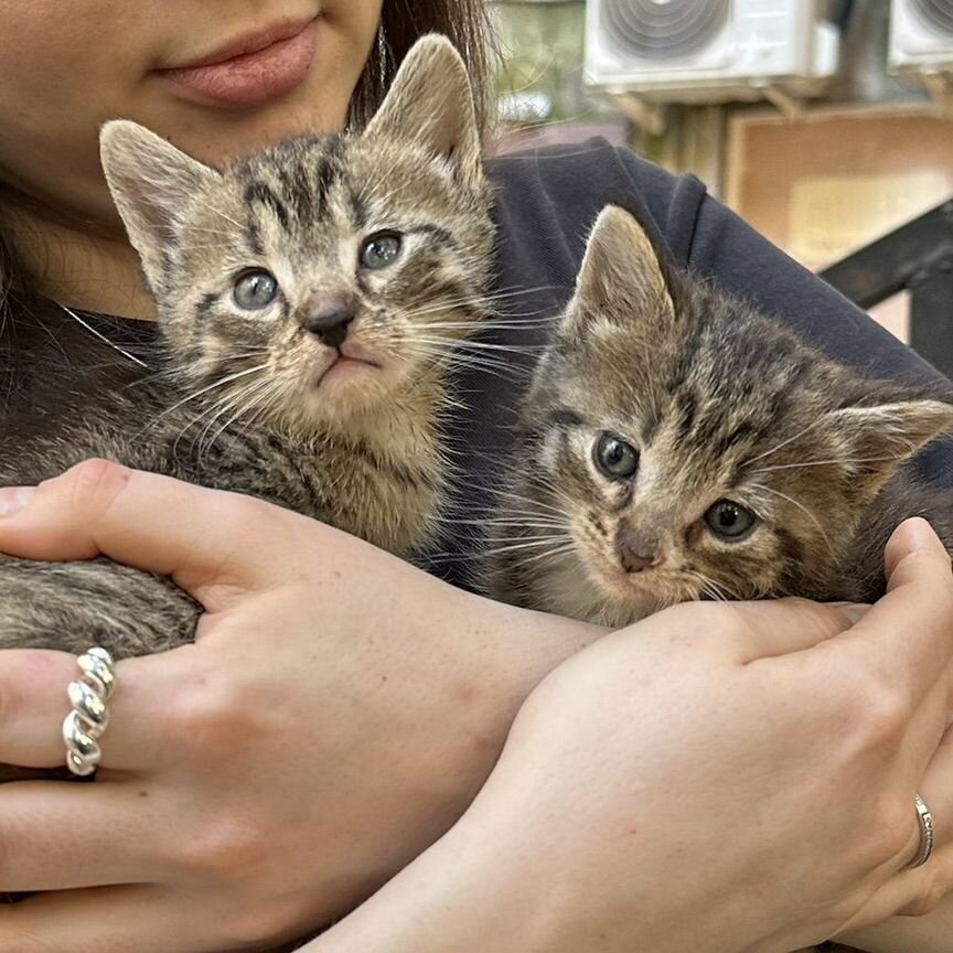 Котята сладкие, как первая любовь
