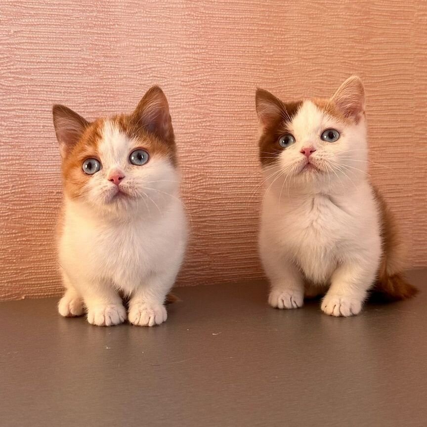 Манчкин кошечки DBE
