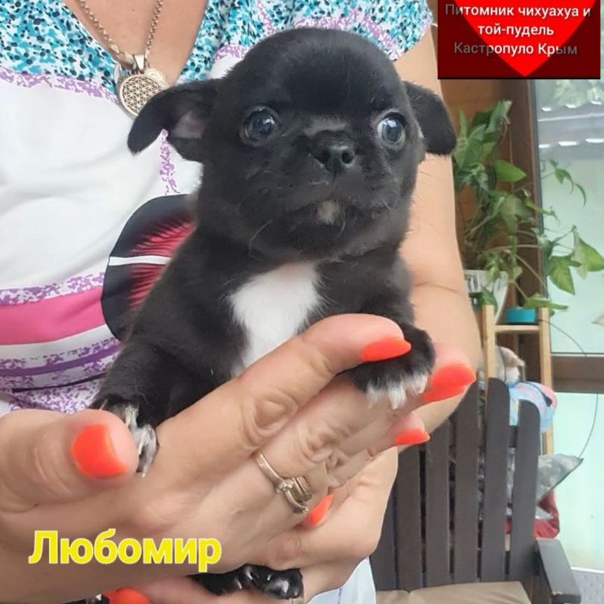 Любомир чёрный РКФ чихуахуа