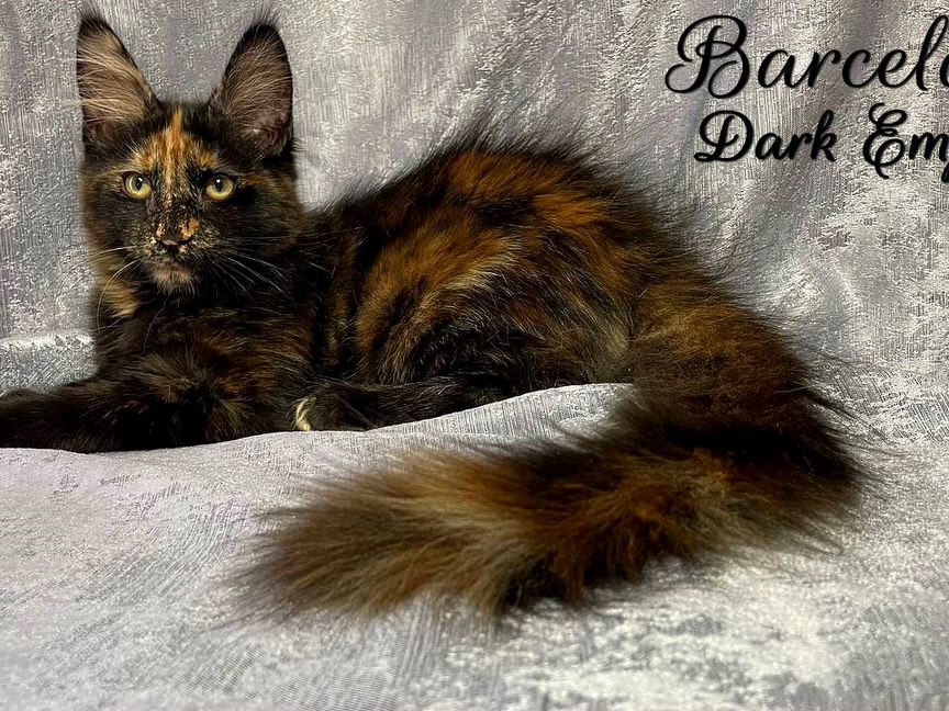 Котята мейкун