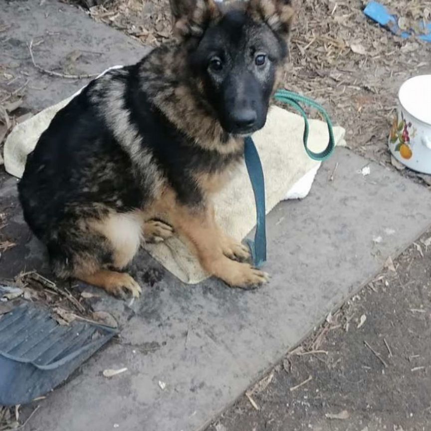 Немецкая овчарка