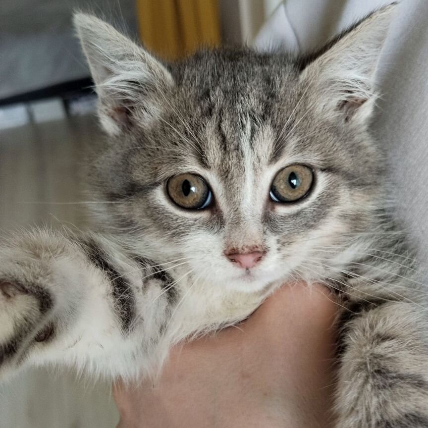 Котенок в дар