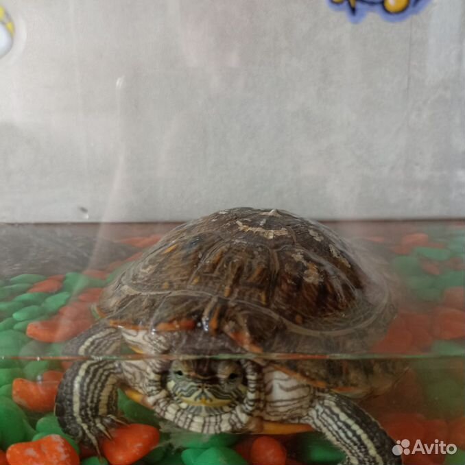 Красноухая черепаха бесплатно