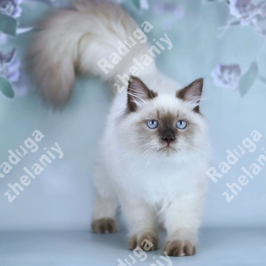 Невский красавец