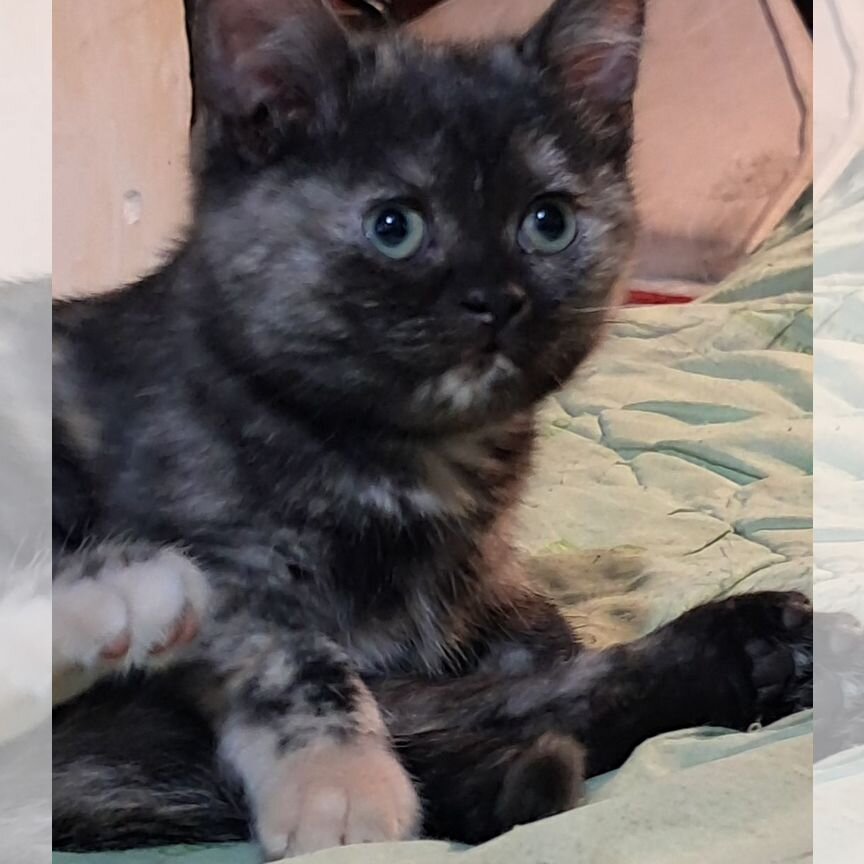 Британский длинношёрстный котёнок