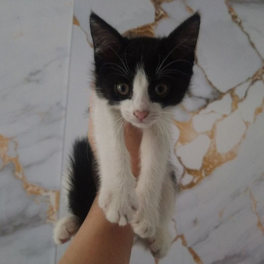 Котенок