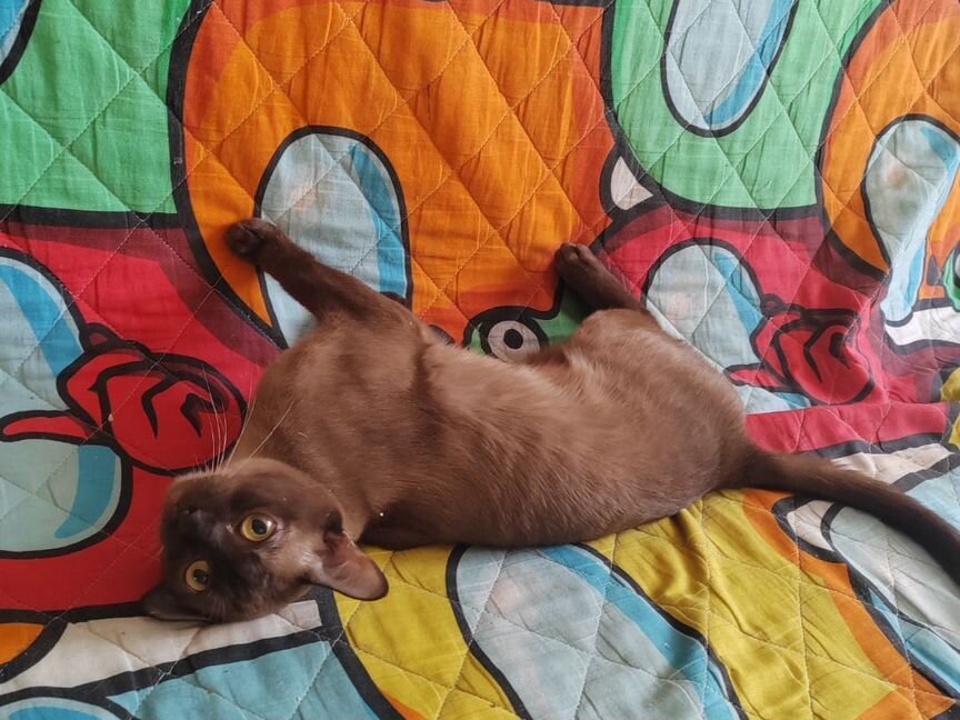 Бурма бесплатно