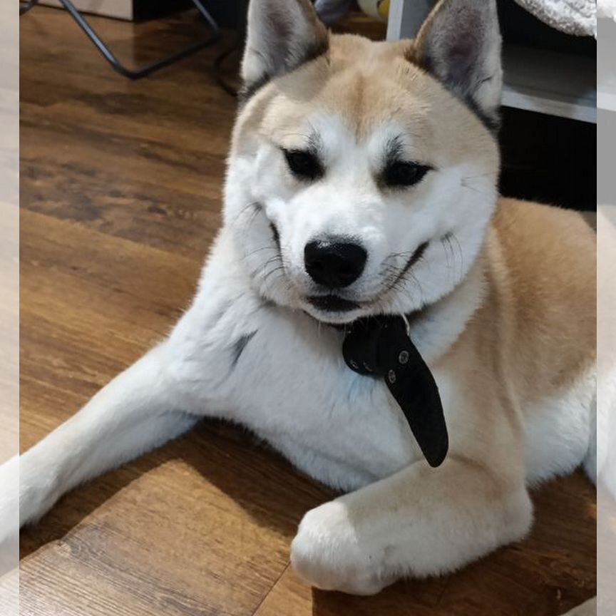 Вязка кобель акита ину