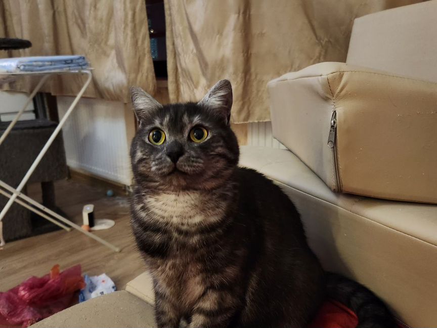 Кошка, которую не замечают