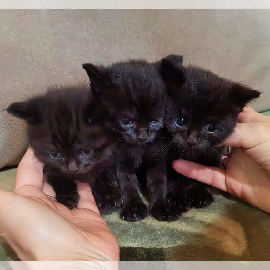 Британский короткошёрстный котёнок