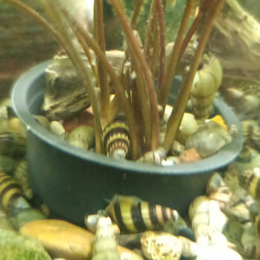 Аквариумная улитка