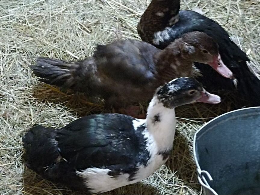 Мускусные утки индоутки индоутята