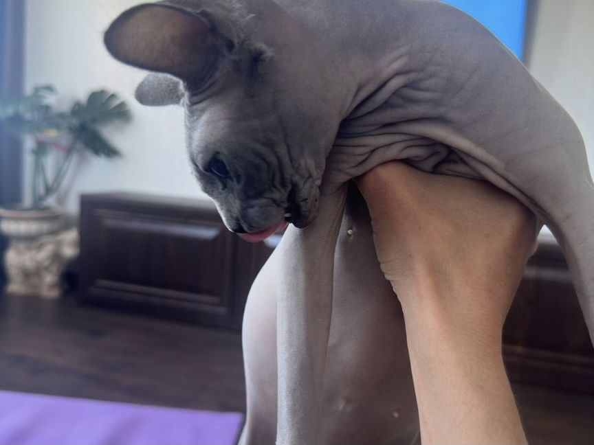 Канадский сфинкс кошка