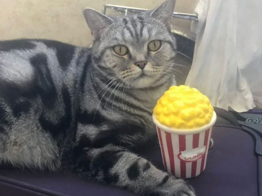 Шотландская прямоухая кошка