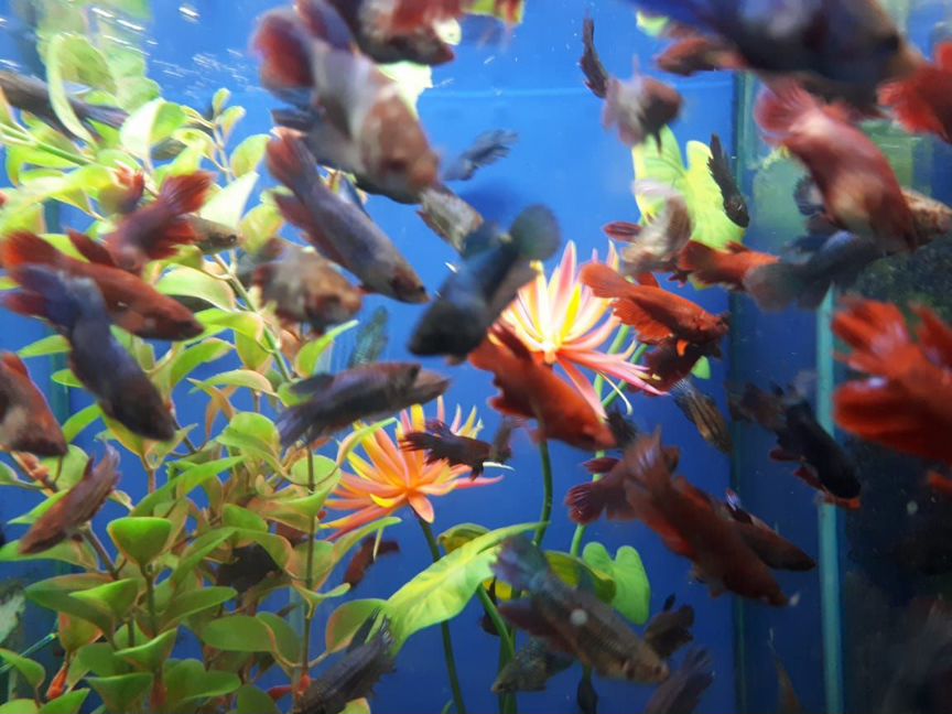 Курочки "Ассорти" (Московского разведения)