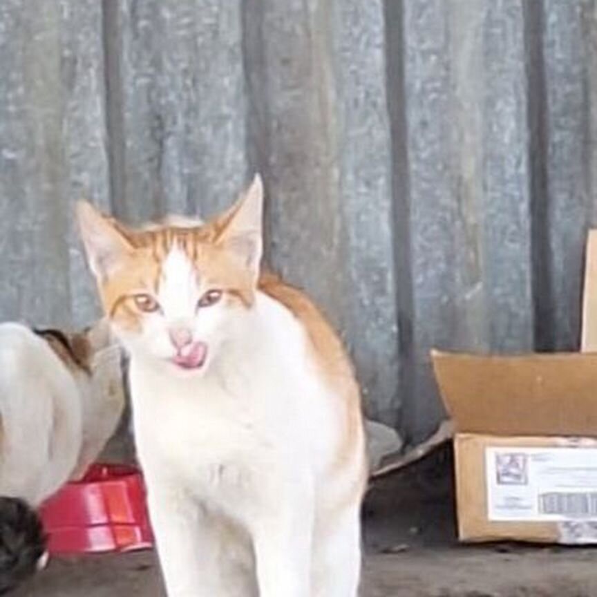 Котята в добрые руки бесплатно мальчик