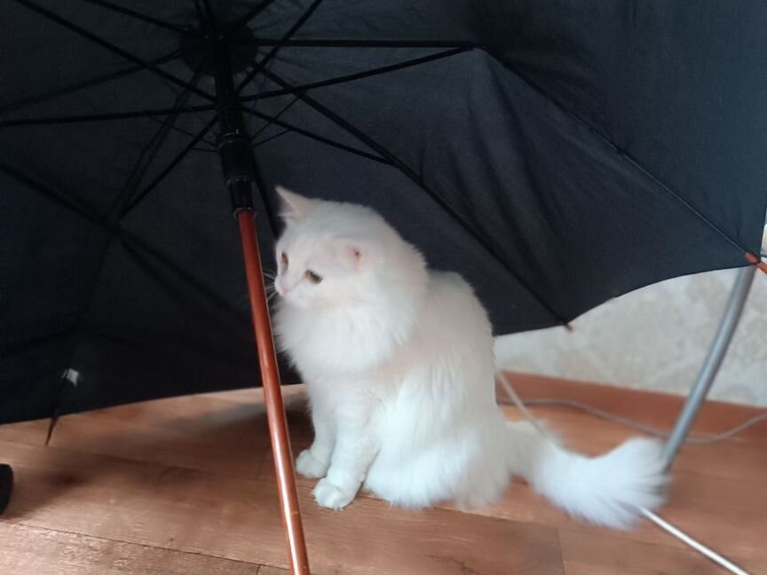 Отдам кота в добрые руки