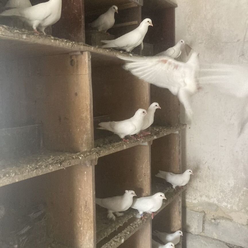 Голуби бакинцы