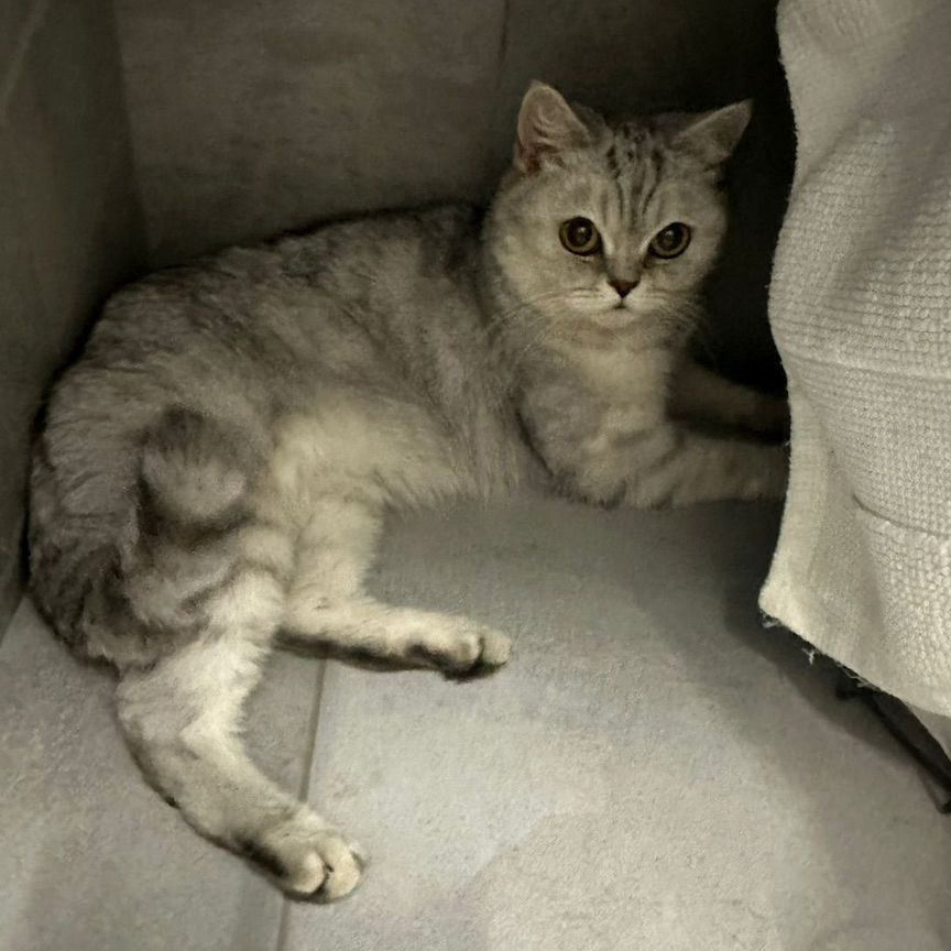 Шотландская кошка